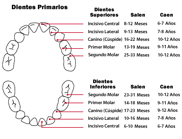 Dentición: Orden de Aparición - Gráfico de la Dentición | Orajel™